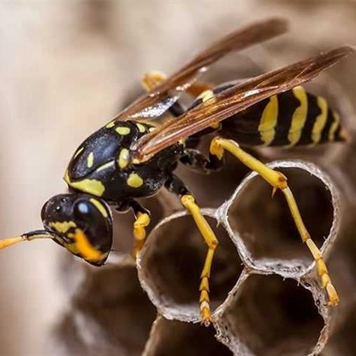 Stinging Insects | Pest Control Orange County, CA | Pacific Shore Pest ...