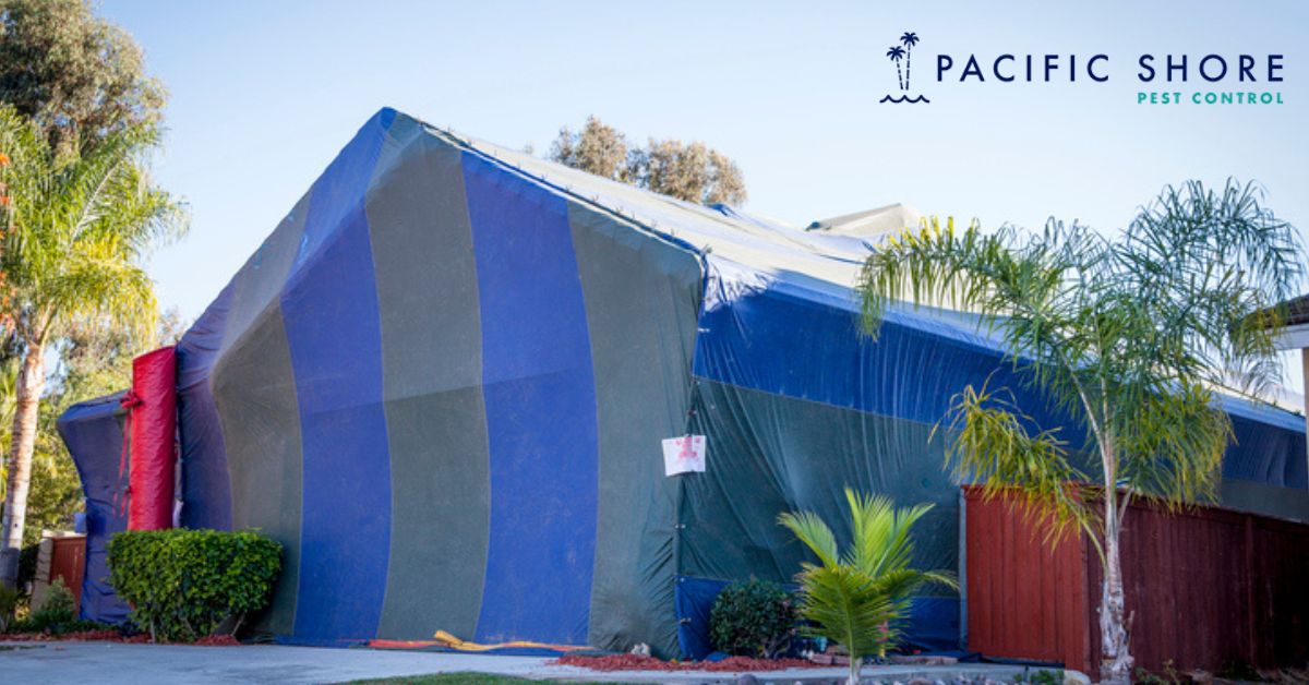 What are the Different Ways of Getting Rid of Termites?