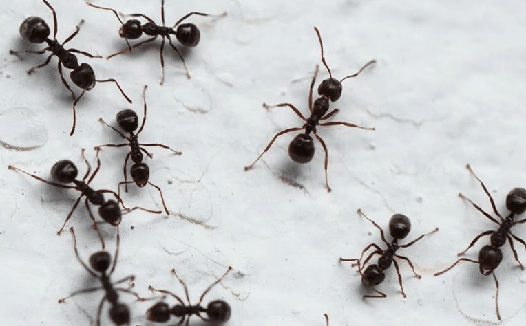 Ants Be Gone: Effective Ant Control For Orange County Homes | Pacific ...