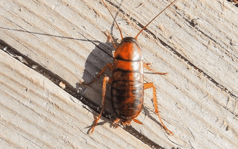 How To Get Rid Of A Cockroach Infestation In Your Home | Pacific Shore ...