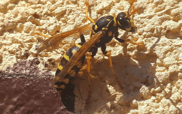 How To Keep Wasps Away From Your Orange County Property | Pacific Shore ...