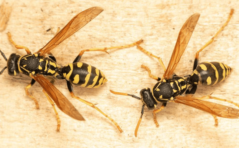 How To Keep Wasps Away From Your Orange County Property | Pacific Shore ...
