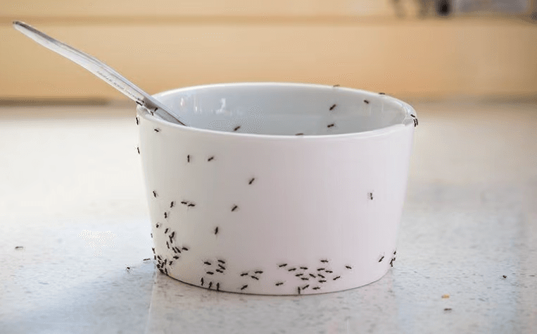 Indoor Ants Can Cause Huge Problems In Orange County | Pacific Shore ...