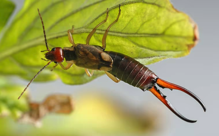 Keep Occasional Invader Pests Out Of Your Orange County Home | Pacific ...