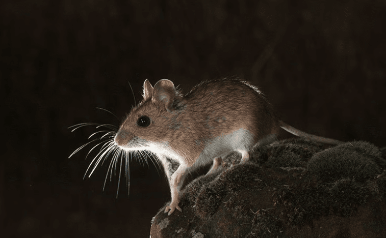 Mouse-Proofing Your Orange County Home: The Best Strategy For Effective ...