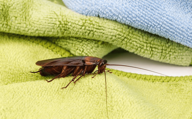 The Dangers Cockroaches Bring To Orange County Properties | Pacific ...