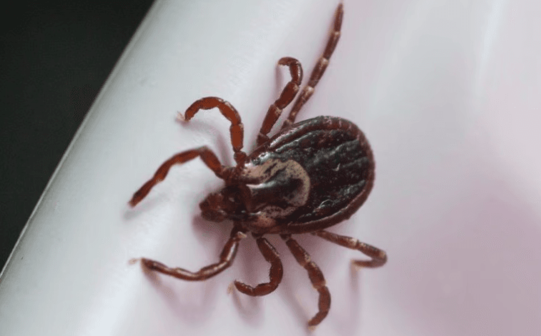 The Dangers Fleas & Ticks Bring To Orange County Properties | Pacific ...