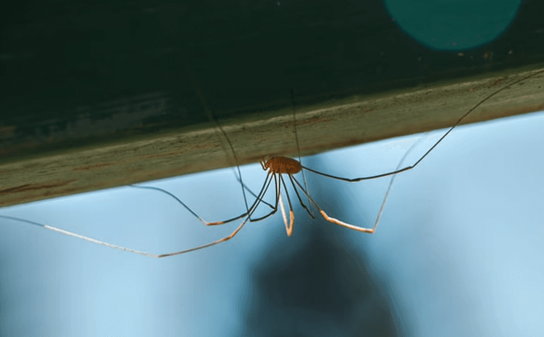 The Trick To Keeping Spiders Out Of Your Orange County Home | Pacific ...
