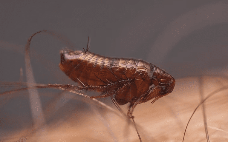 What Every Orange County Resident Should Know About Fleas | Pacific ...