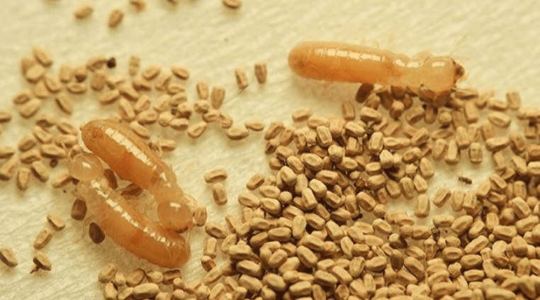 Signs Of Termite Damage Around Your Orange County Home | Pacific Shore ...