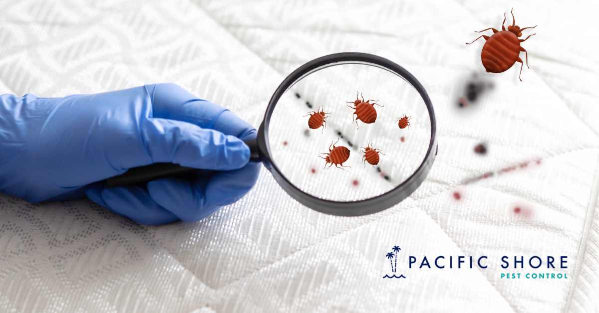 Keep Bed Bugs at Bay With These 10 Tips